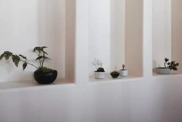 Bonsai pro začátečníky - snadné a snadné! 11586_3