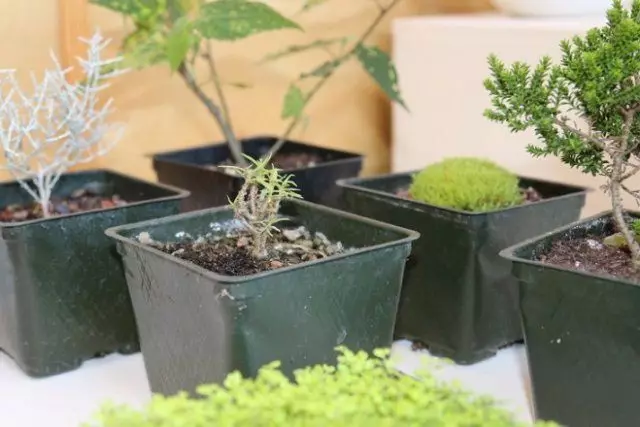 Bonsai pro začátečníky - snadné a snadné! 11586_7