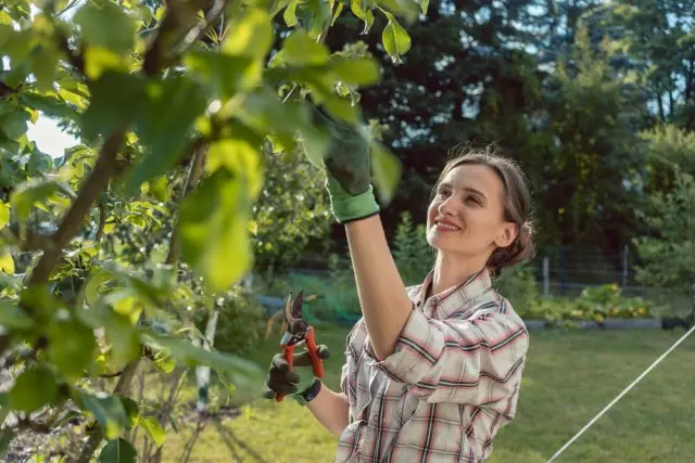 30 Fälle, die im Garten, Garten- und Blumenbett im Juli durchgeführt werden müssen