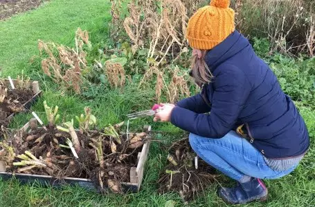 Cómo cultivar Dalia de semillas y tubérculos: los especialistas están divididos por secretos 1160_16