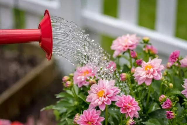 Kula da Dahlias