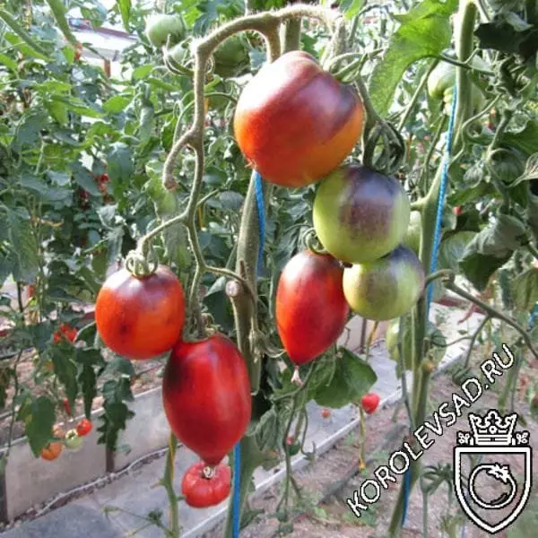 Tomato Pacanland De Picardie