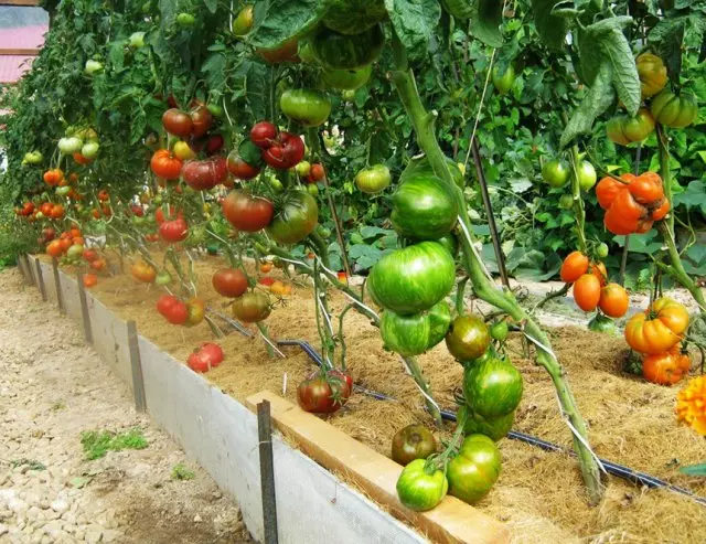 Tomato anaghị eme ọtụtụ ihe - megharịa mkpokọta iche iche! 11628_5