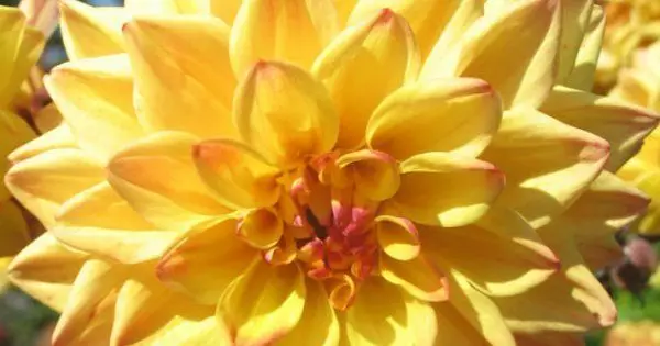 Ag ullmhú dahlias go dtí an geimhreadh