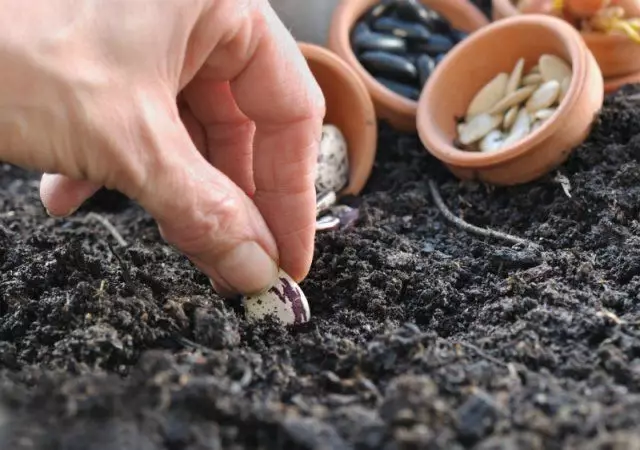 Sowing beans