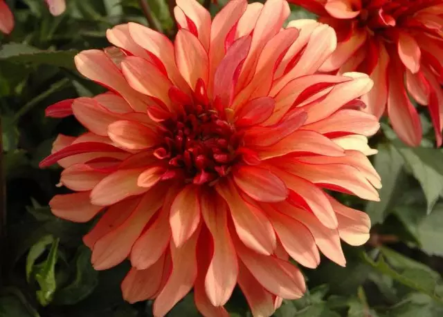 15 گونه از Dahlias که باغ خود را تزئین می کند