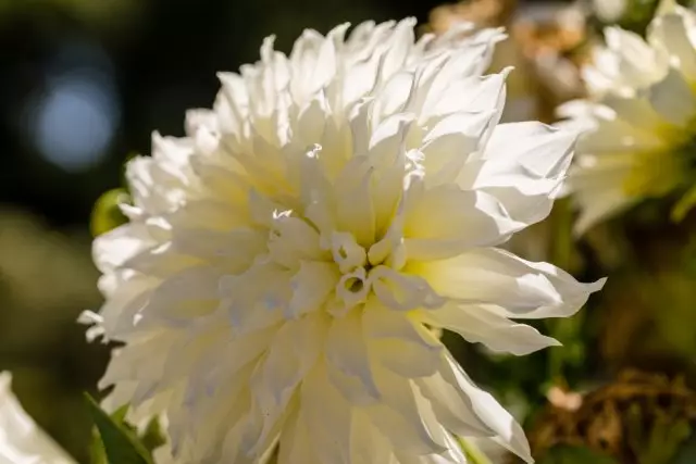 Gorabina Fleur (Fleuril)