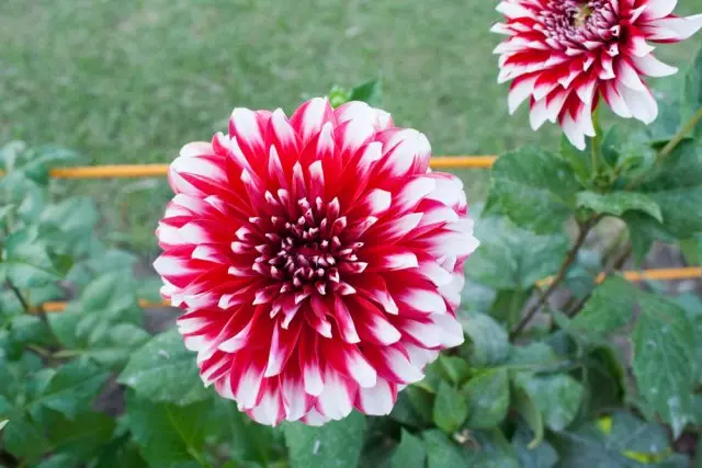 UGeorgina Red and White Fubuki (Red and White Fubuki)