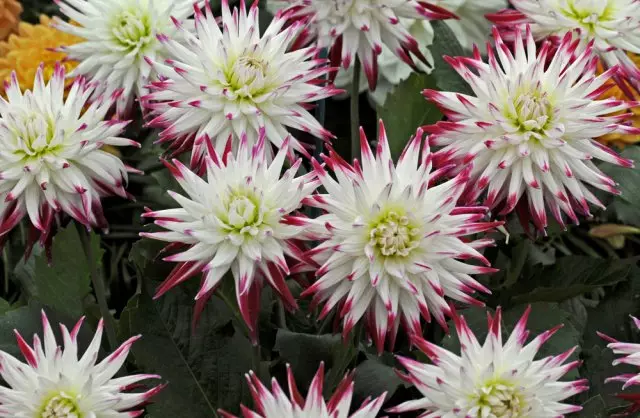 Ukuqhuma kwamaDashi Dahlia