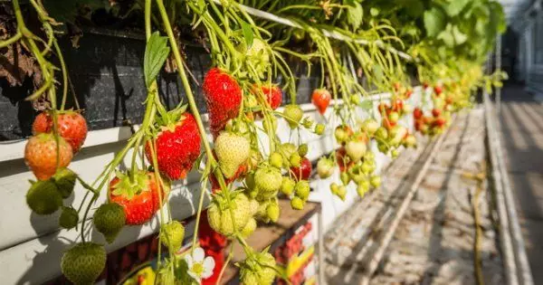 Kukua bustani strawberry (jordgubbar) katika teknolojia ya Kiholanzi