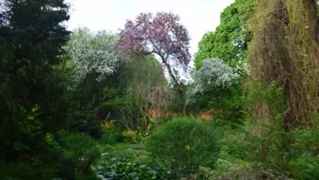 En el jardín botánico ahora puedes ver plantas raras. 11671_11