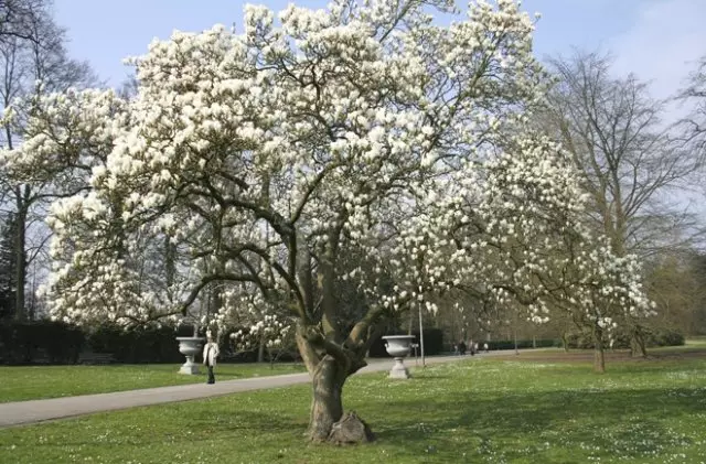 I den botaniske have nu kan du se sjældne planter 11671_5