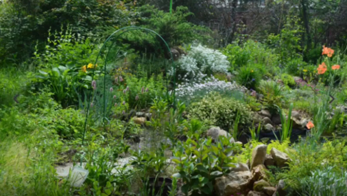 Nel giardino botanico ora puoi vedere le piante rare 11671_7