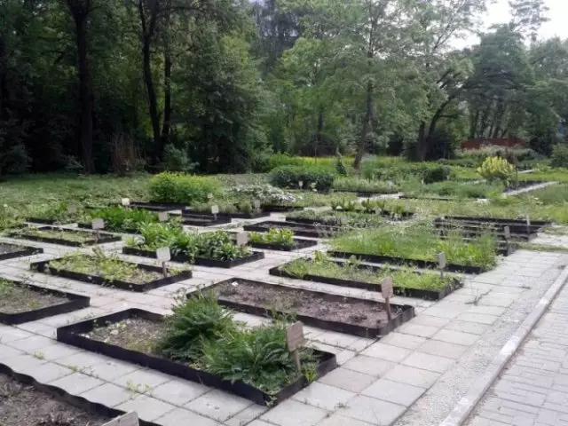 En el jardín botánico ahora puedes ver plantas raras. 11671_9