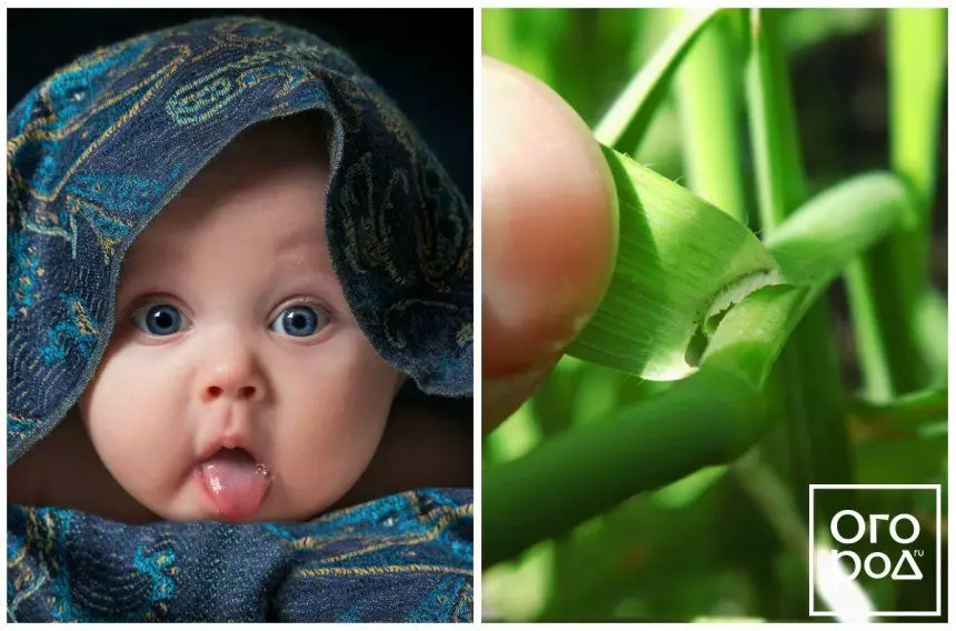 Lengua en niño y cuchillas