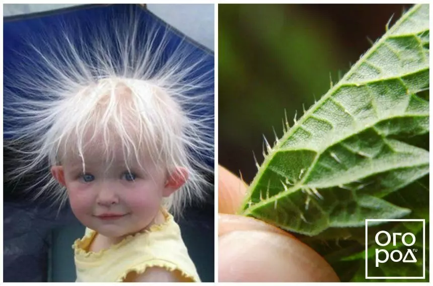 Երեխային dandelion.