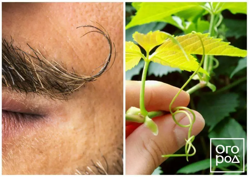 Bigote en hombres y uvas.