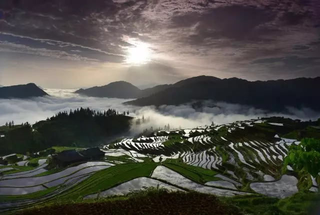 Marina na shinkafa Miao, Mingli Tian