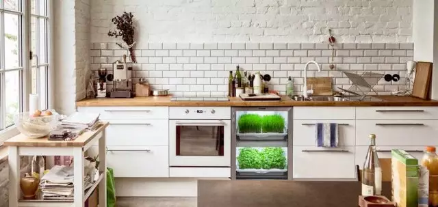 Plantas em crescimento na cozinha