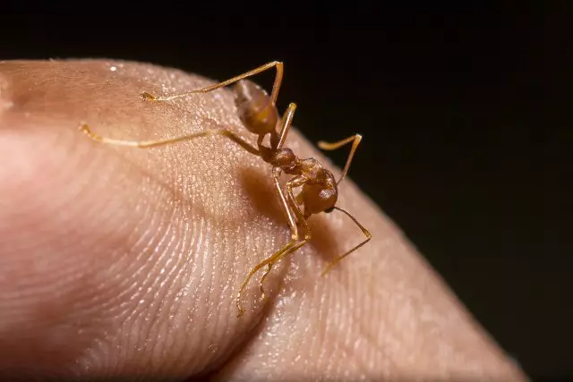 Bite Ant