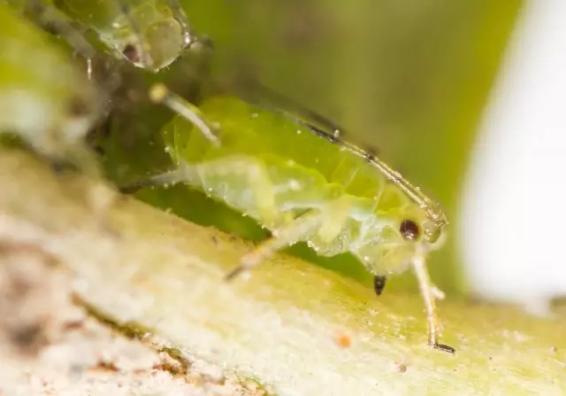 Aphid.