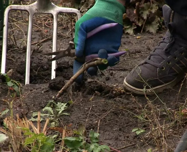 Sny die stingeltuinskêr