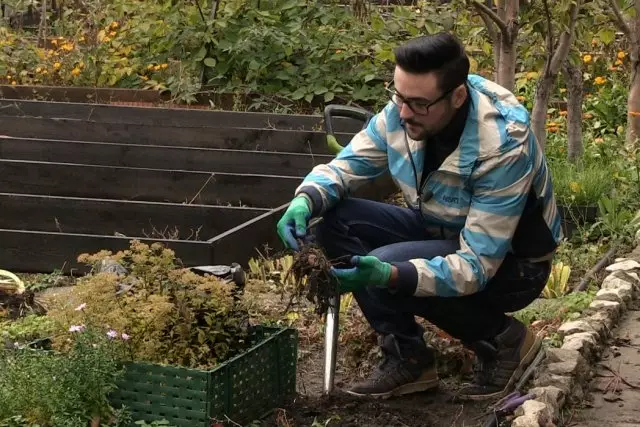 Jak utrzymać Georgina w zimie - wskazówki z Vitaliy grudzień (wideo) 1169_3