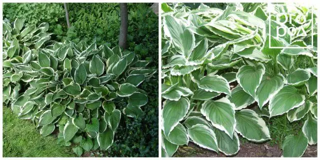 主機白色凸輪hosta Albomarginata