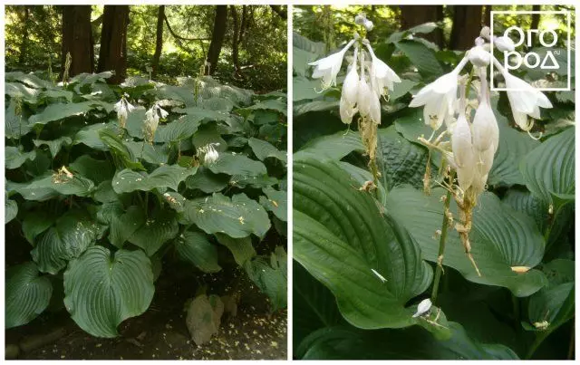 Host Hosta Hosta Elata