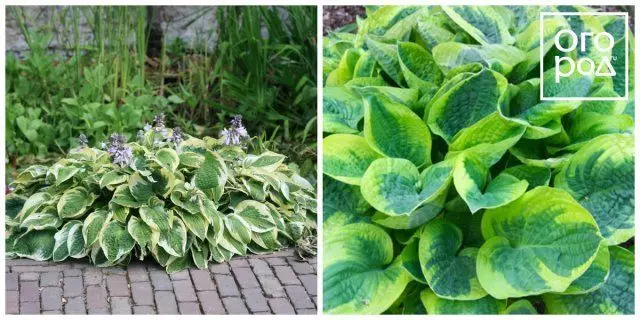 Hosta Hybride Fid Brim