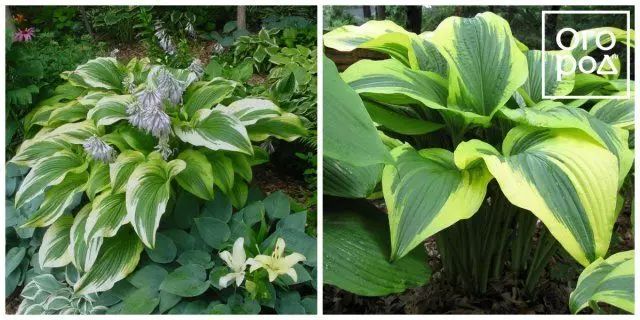 Host Mountain Hosta Montana