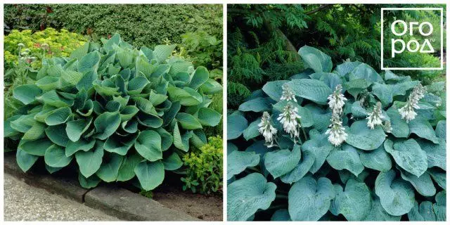 Hosta Sieboldiana (Hosta Sieboldiana) Елеганција