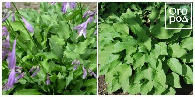 Hosta Minor Host Lítil