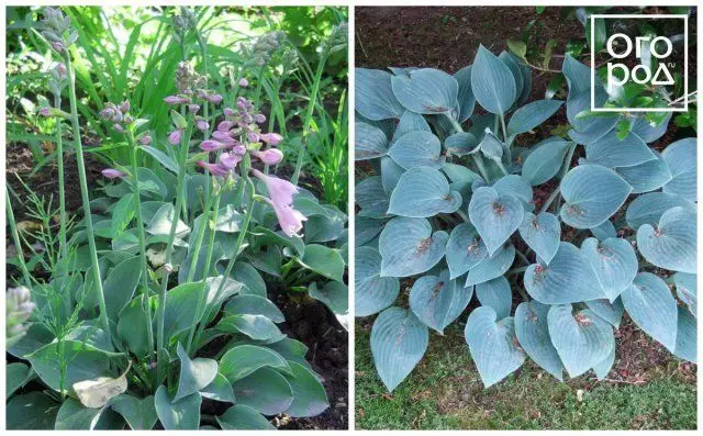 Gastheer Blue Cadet Hosta Minor Blue Cadet