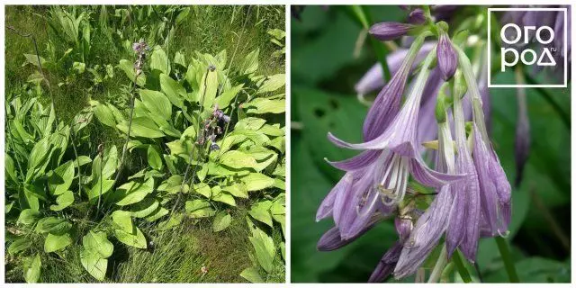 Домаќин директен Hosta Develiflora