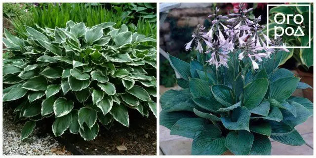 Host Flun Hosta Fortunei