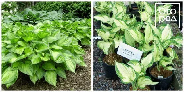 Gastheergeblazen (Nosta Ventricosa) Rassen van Aurea-Maculata