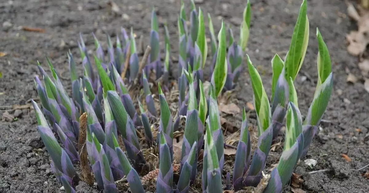 Wat jy in die lente nodig het - 7 geheime van weelderige blare