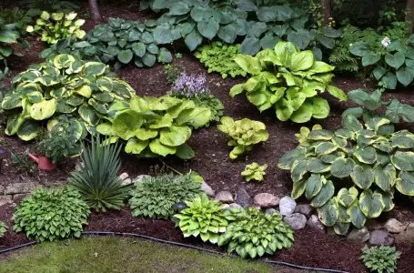 What you need hosts in the spring - 7 secrets of lush foliage 1172_17