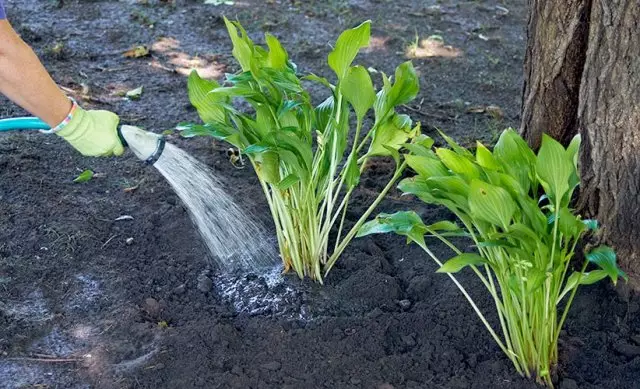 Watering Hosts