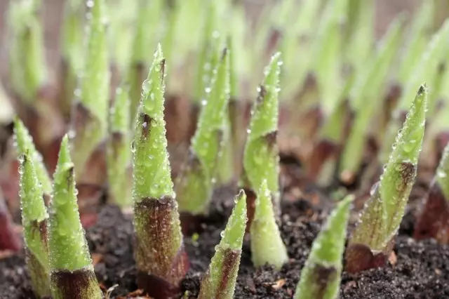 Awọn ọmọ ogun sprouts