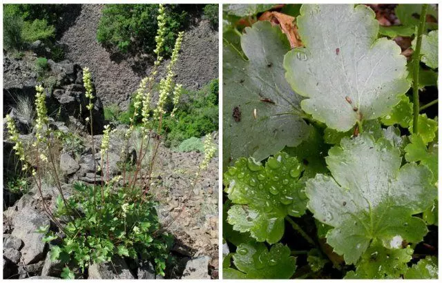 Gaikhera grossulariifolia