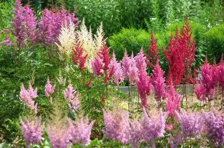 Vad ska landa med en värd: på blomsterbädden, i kanten, under träden 1180_15