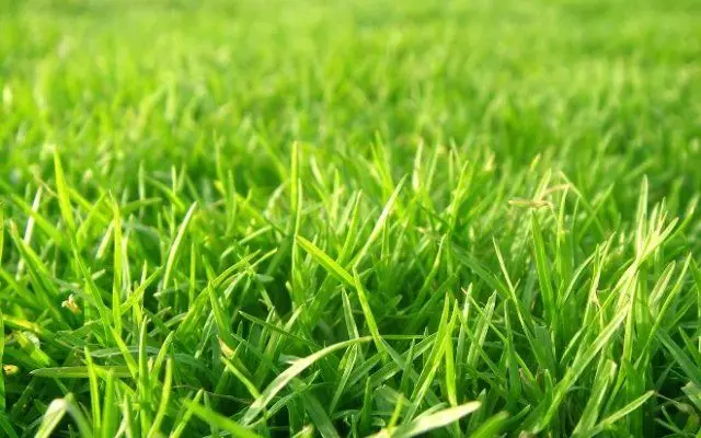 Lawn