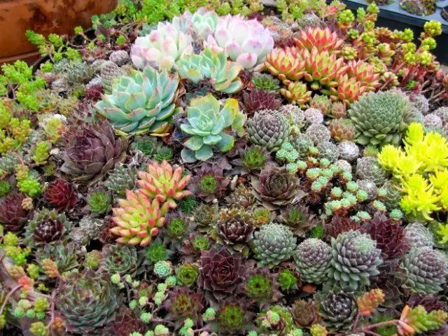 Succulents al jardí