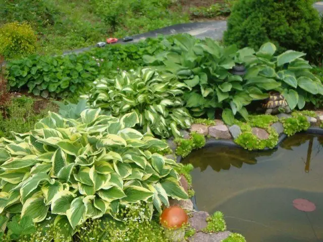 ಜಲಾಶಯದಲ್ಲಿ ಹೋಸ್ಟ್