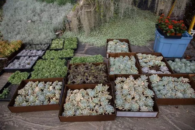 Foto de Succulents, Longwood,