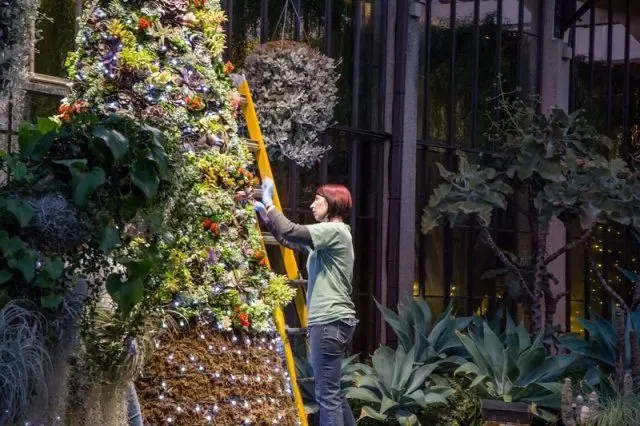 Árboles de Navidad, Succulents Foto, Longwood, Árbol Año Nuevo