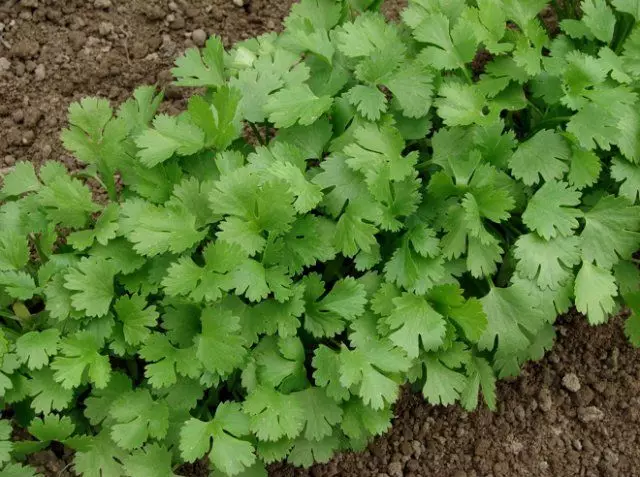 Coriander