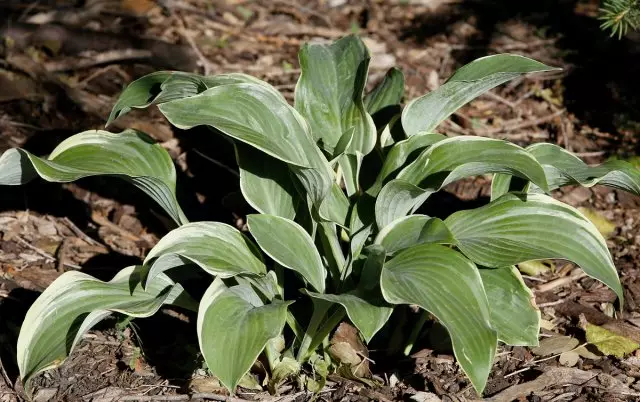 Hosta lövverk blir mushy under vintern, så det är bäst att skära tillbaka i fallet runt den första frosten. Michael Vosburg / Forum Photo Editor